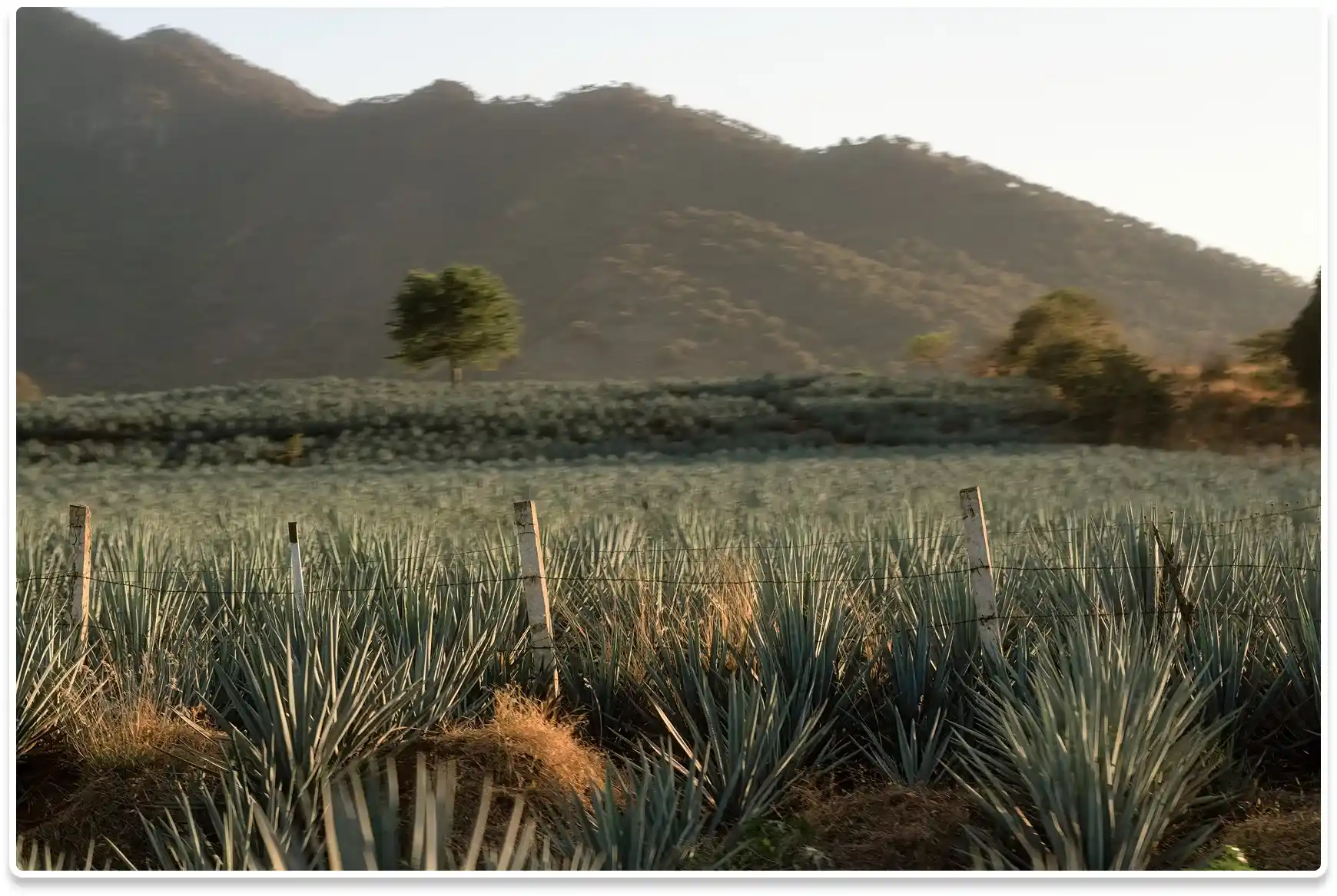 Tequila Ranch in Guanajuato – Agave Ranch for Sale