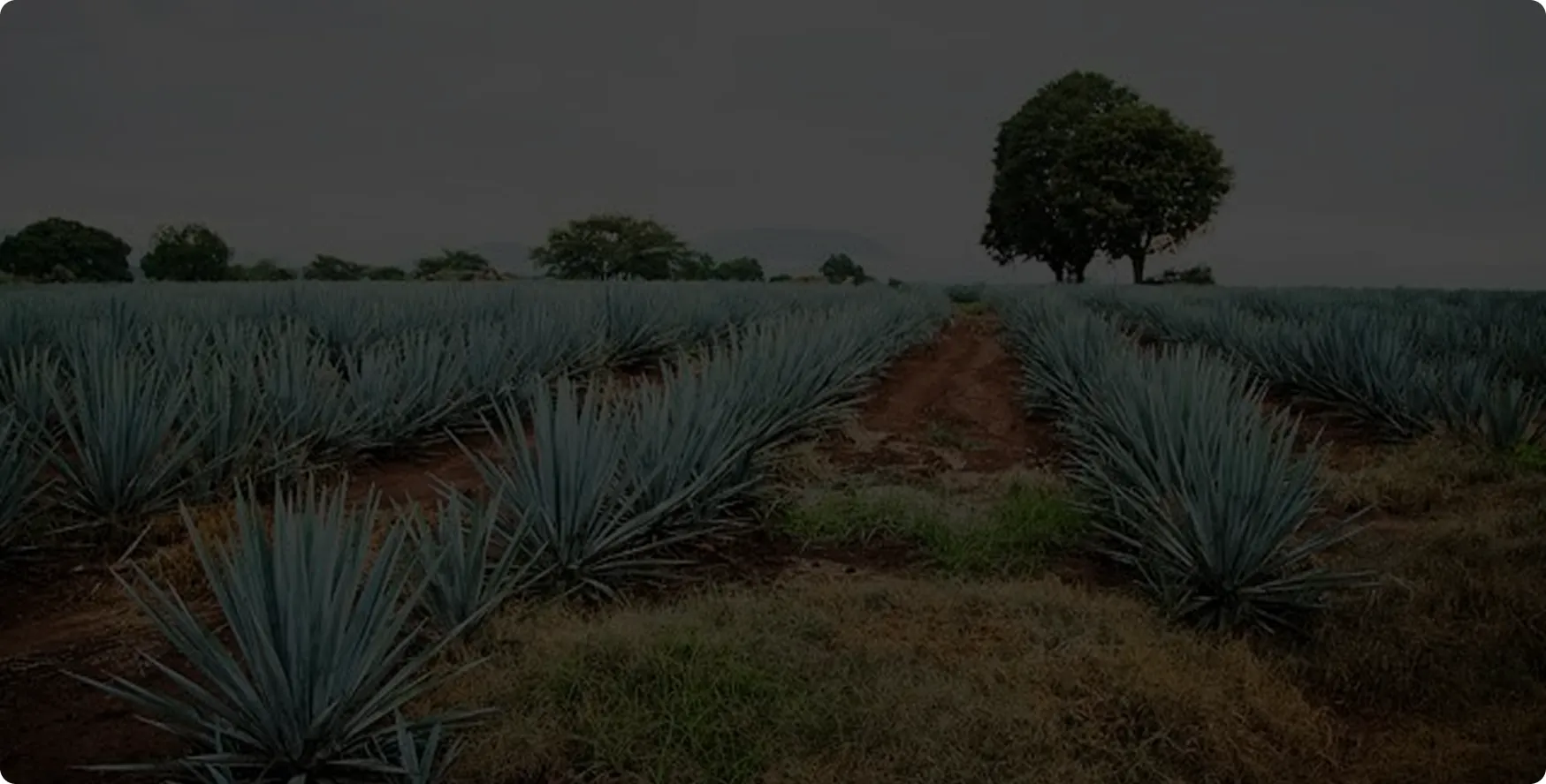 Tequila Ranch in Guanajuato – Agave Ranch for Sale